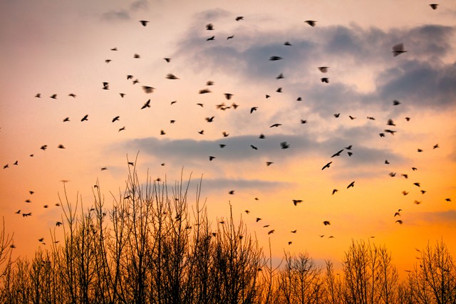 Jackdaw Social